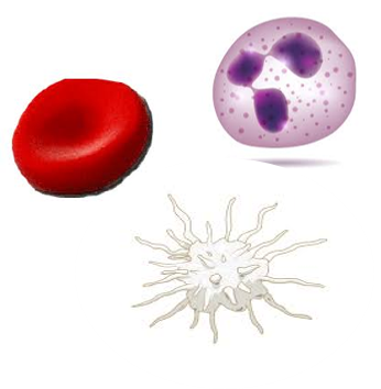 Beat the Clot - Part 2 - European Stroke Organisation